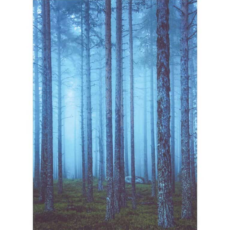 Mystic trees - Jonna Jinton Sweden